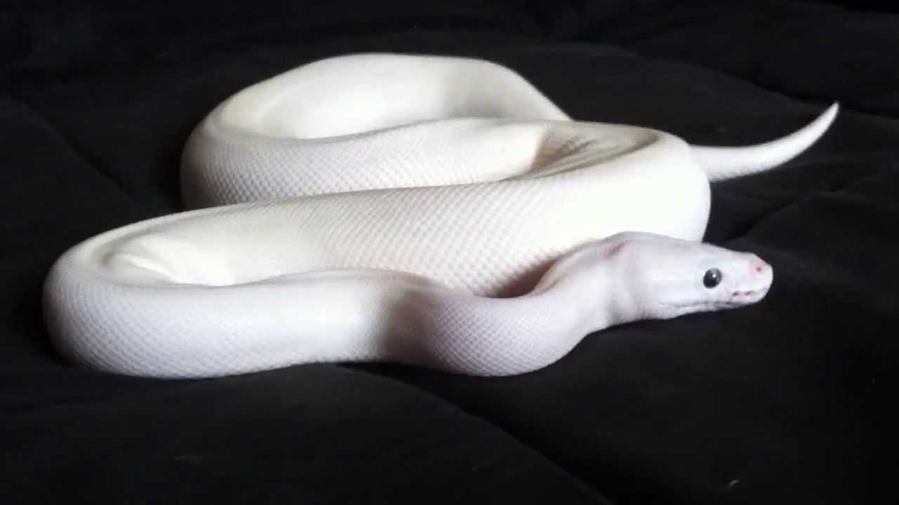 Pitão de quatro metros apanhada na serra algarvia